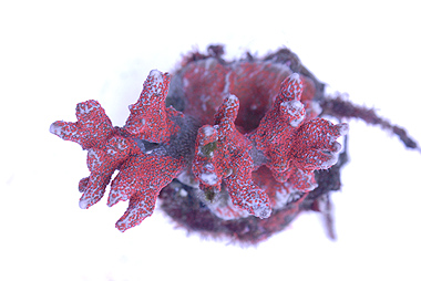 TOP 50 Red Polyp Digitata - Montipora digitata