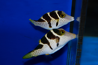 TOP 50 Mimic Filefish and Saddle Valentini Pufferfish Duo - Paraluteres ...