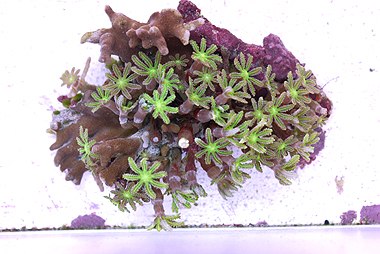TOP 50 Palm Tree Polyps - Clavularia spp.