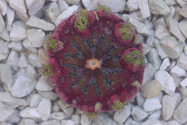 TOP 50 Pizza Anemone - Stichodactyla tapetum