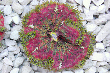 TOP 50 Pizza Anemone - Stichodactyla tapetum