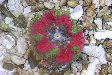 TOP 50 Pizza Anemone - Stichodactyla tapetum