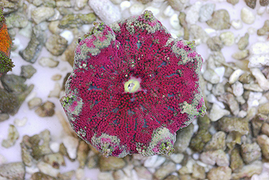 TOP 50 Pizza Anemone - Stichodactyla tapetum