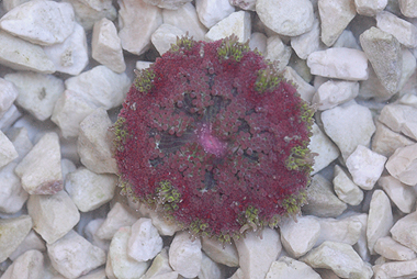 TOP 50 Pizza Anemone - Stichodactyla tapetum