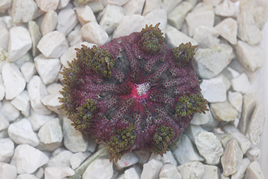 TOP 50 Pizza Anemone - Stichodactyla tapetum