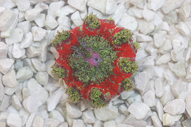 TOP 50 Pizza Anemone - Stichodactyla tapetum