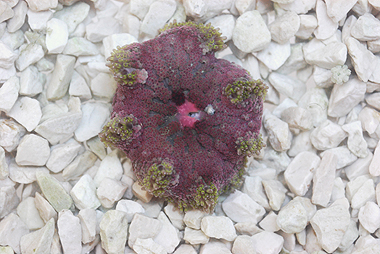 TOP 50 Pizza Anemone - Stichodactyla tapetum