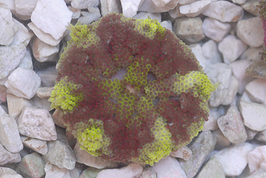 TOP 50 Pizza Anemone - Stichodactyla tapetum