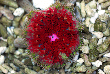 TOP 50 Pizza Anemone - Stichodactyla spp.