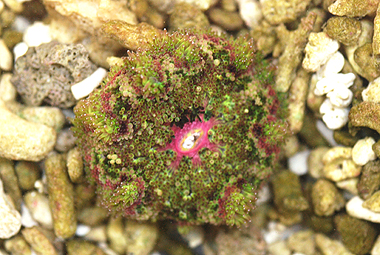 TOP 50 Pizza Anemone - Cryptodendrum spp.