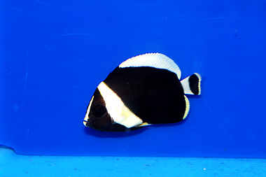 TOP 50 Gray Poma Angelfish- Juvenile - Chaetodontoplus melanosoma