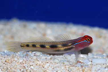 TOP 50 Red Head Goby - Elacatinus puncticulatus