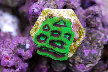 ReefKoi LE Favia - Favia veroni