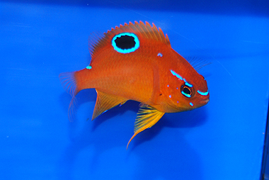 TOP 50 Black Spot Red Damsel - Paraglyphidodon spp.