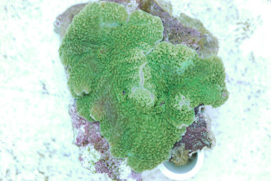 TOP 50 Green Elephant Ear Mushroom - Rhodactis mussoides