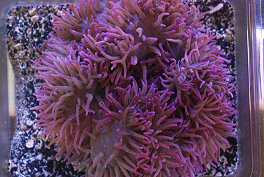 TOP 50 Purple Sebae Anemone - Heteractis crispa