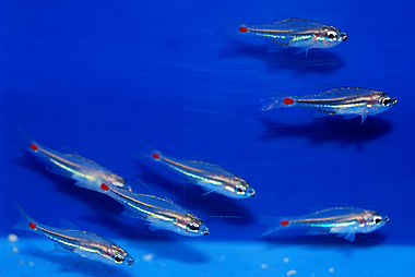 TOP 50 Red Spot Cardinal - Apogon parvulus