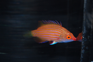 TOP 50 Pink-streaked Pygmy Wrasse - Pseudocheilinops ataenia