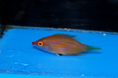 TOP 50 Pink-streaked Pygmy Wrasse - Pseudocheilinops ataenia