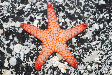 TOP 50 Marble Starfish - Fromia elegans