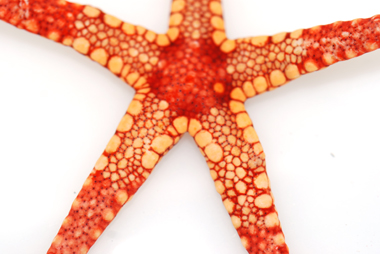 TOP 50 Red Tile Starfish - Fromia monilis