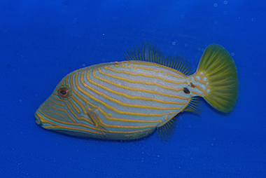 TOP 50 Undulate Triggerfish - Balistapus undulatus