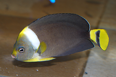 Personifer Angelfish