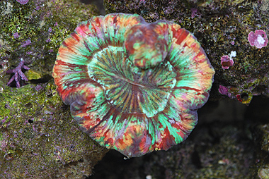 Wellsophyllia Brain Coral - Trachyphyllia radiata