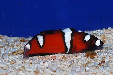 TOP 50 Juvenile Formosa Wrasse - Coris formosa