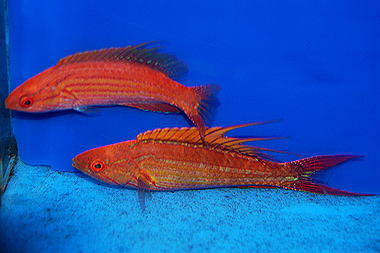Filamented Flasher Wrasse