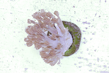 TOP 50 Cespitularia - Cespitularia spp.