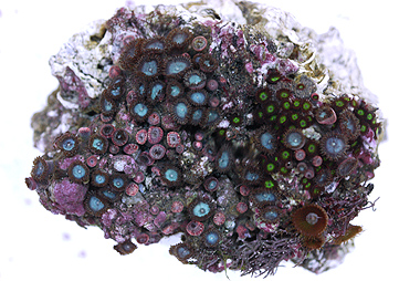 TOP 50 Light Blue Zoanthids - Zoanthus spp.
