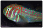 Citron Clown Goby, Citrin Goby - Gobiodon citrinus