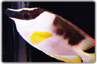 Buy Saltwater Fish & Coral - Marine Fish, Live Coral, Salt Water ...