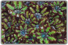 Acropora-Tri-Color - Acropora valida