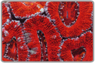 Buy Saltwater Fish & Coral - Marine Fish, Live Coral, Salt Water ...