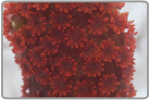 Buy Saltwater Fish & Coral - Marine Fish, Live Coral, Salt Water ...