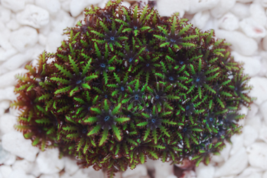 Buy Saltwater Fish & Coral - Marine Fish, Live Coral, Salt Water ...