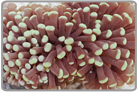 Galaxy Coral, Tooth Coral - Galaxea fascicularis