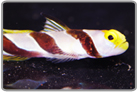Buy Saltwater Fish & Coral - Marine Fish, Live Coral, Salt Water ...