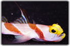 Buy Saltwater Fish & Coral - Marine Fish, Live Coral, Salt Water ...