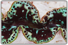 Acropora-Tri-Color - Acropora valida