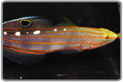 Pink-streaked Pygmy Wrasse - Pseudocheilinops ataenia