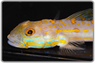Pink Spotted Watchman Goby, Pink & Blue Spotted Goby - Cryptocentrus ...