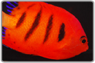 African Flameback Angelfish, African Pygmy Angelfish - Centropyge acanthops