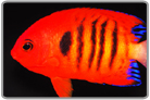 Sunshine Chromis, Olive Chromis - Chromis insolata