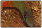 Sunshine Chromis, Olive Chromis - Chromis insolata