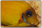 Bicolor Foxface Rabbitfish, Uspi Spinefoot - Siganus (Lo) uspi