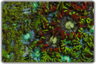 Acropora-Tri-Color - Acropora valida