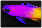 Citron Clown Goby, Citrin Goby - Gobiodon citrinus